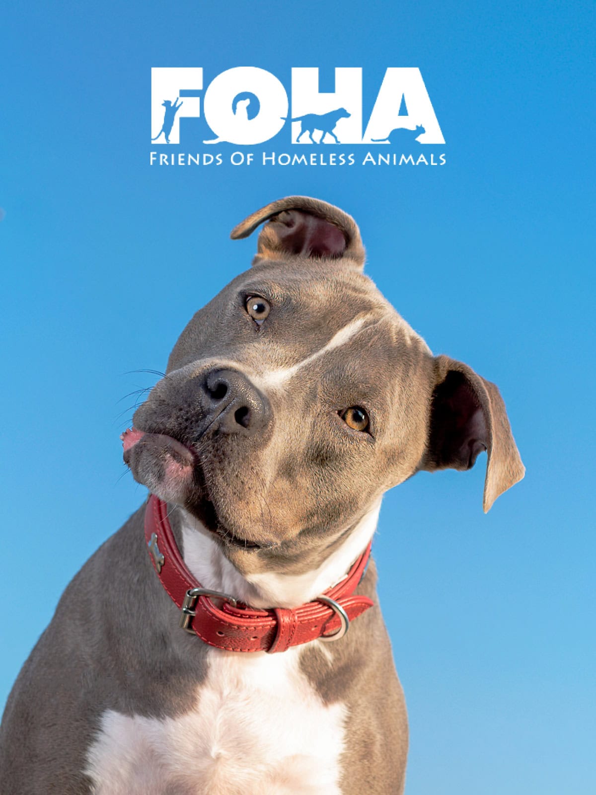 Friends of Homeless Animals - Yoko Co